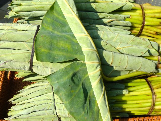 Market Manila - Young Furled Taro (Gabi) Leaves - General