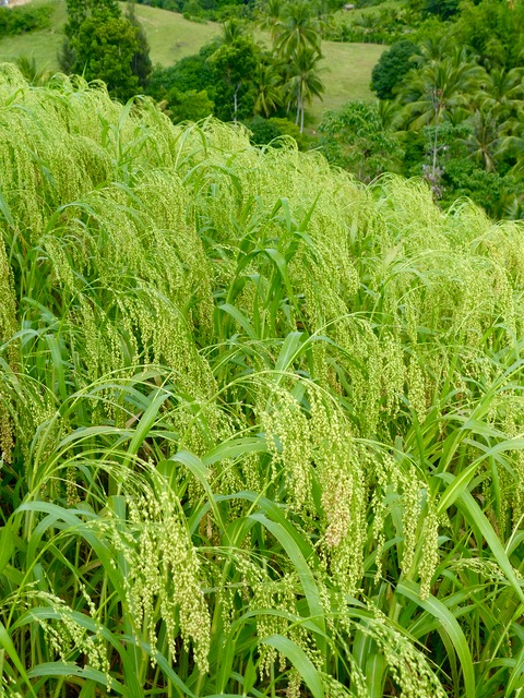 Market Manila - Hillsides Brimming with Kabog… - General